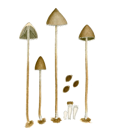 Teonanácatl: Flesh of the Gods