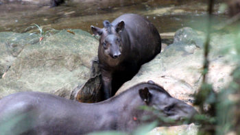 Meet the Amazon Tapir: The Rainforest’s Gentle Giant - Amazon ...