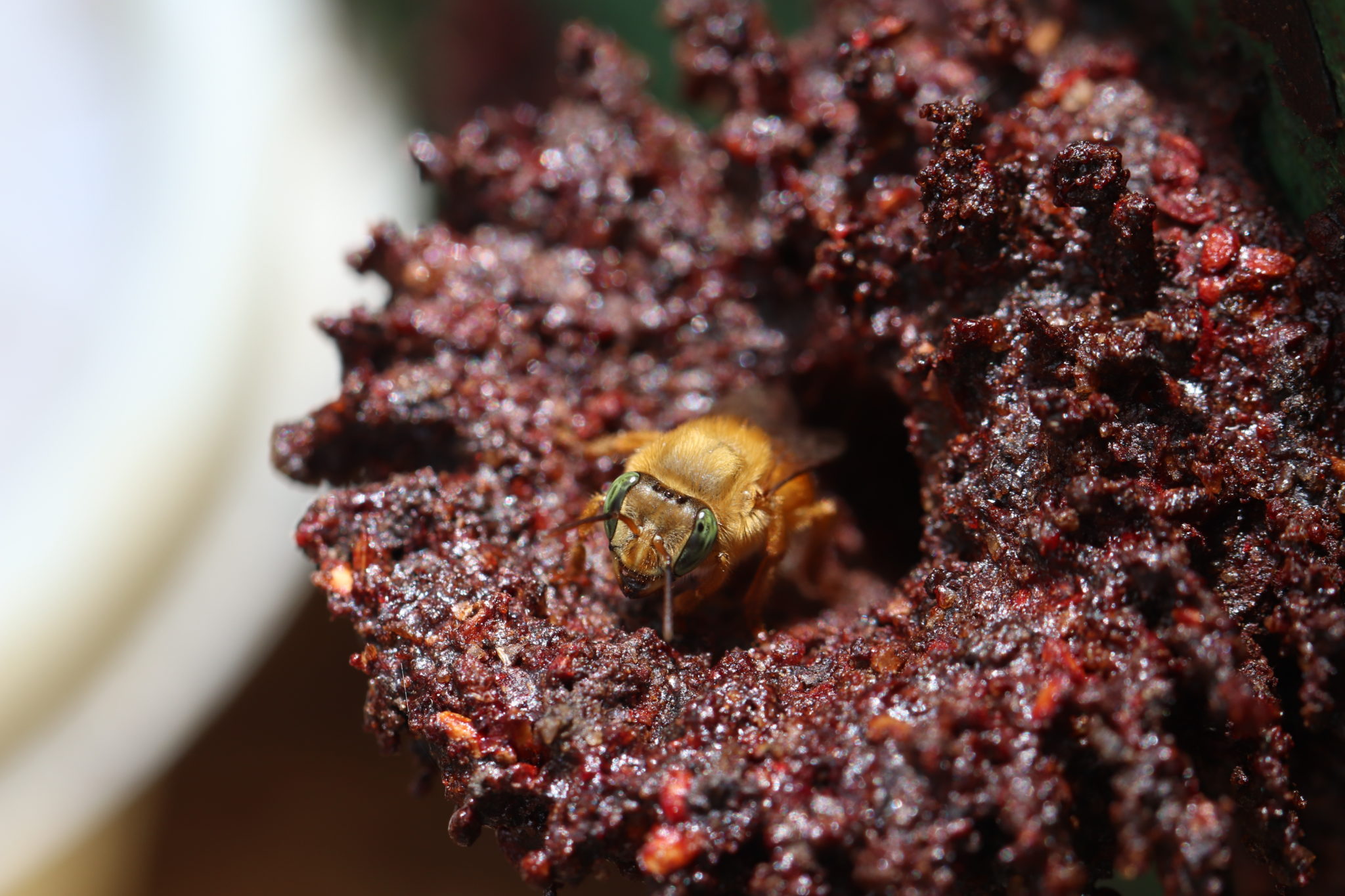 Amazonian bees possess innate knowledge of medicinal plants