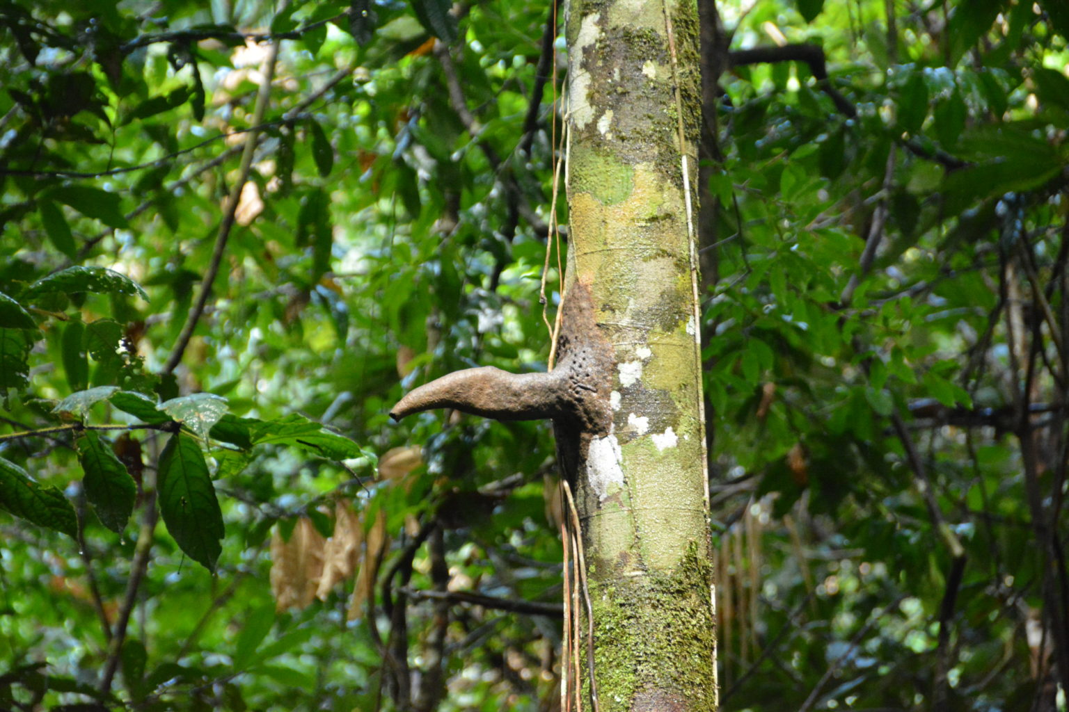 Amazonian bees possess innate knowledge of medicinal plants