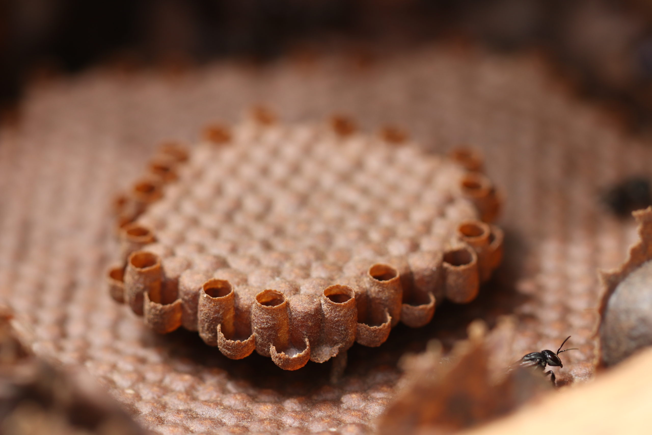 Amazonian bees possess innate knowledge of medicinal plants