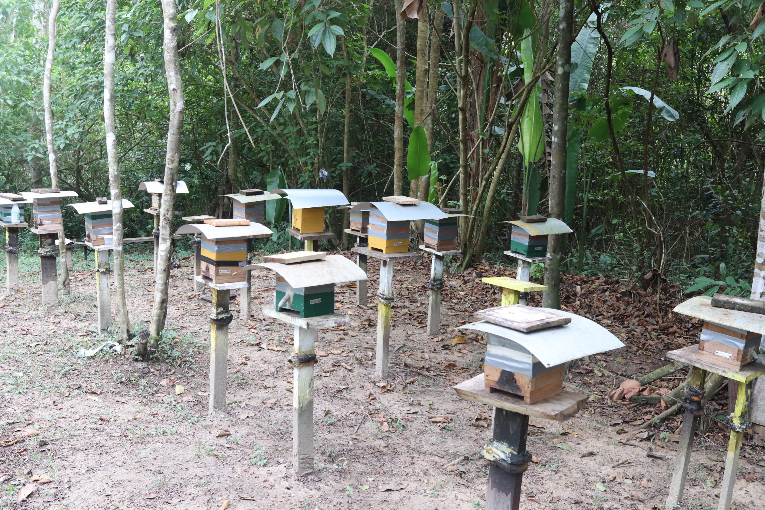 Amazonian bees possess innate knowledge of medicinal plants