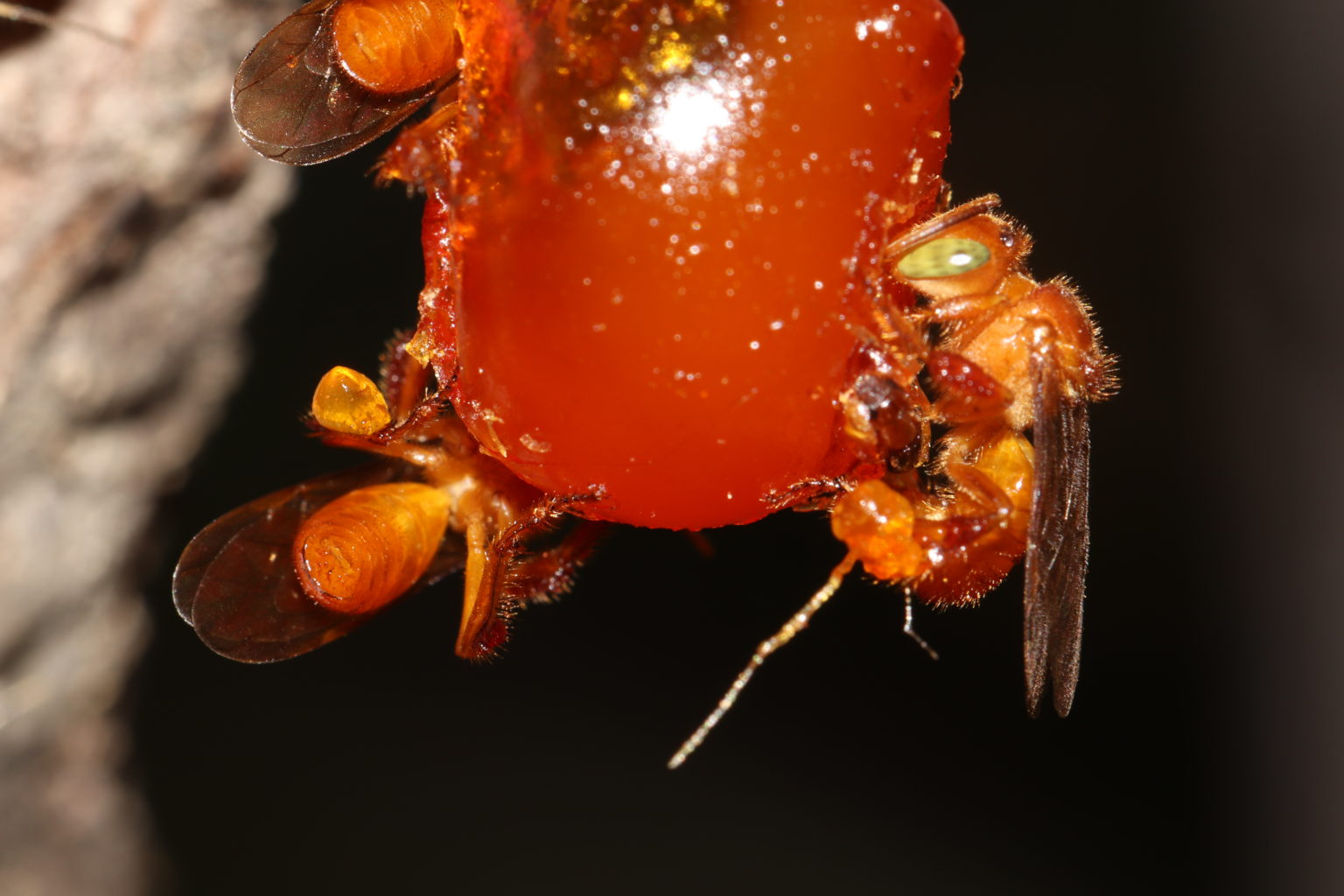 Amazonian bees possess innate knowledge of medicinal plants