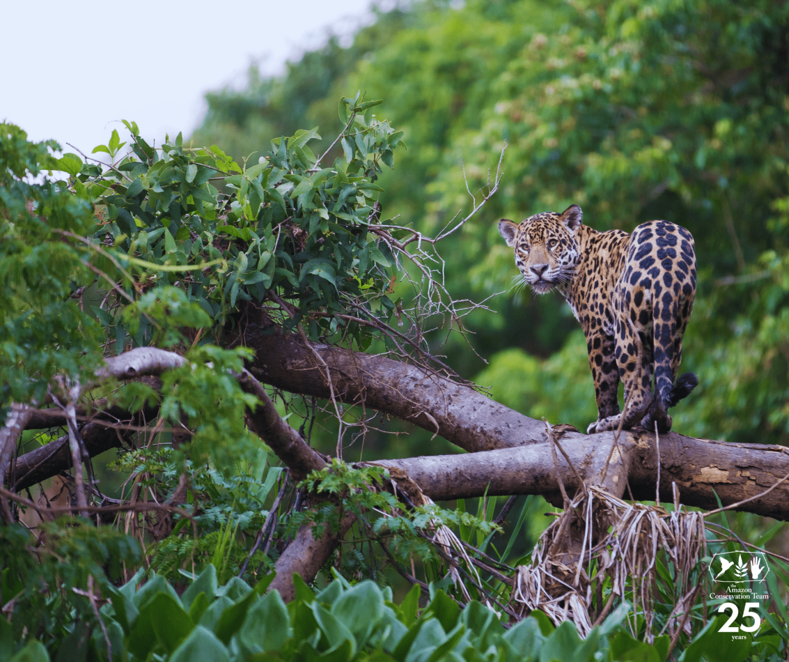 Blog Post Archives - Amazon Conservation Team