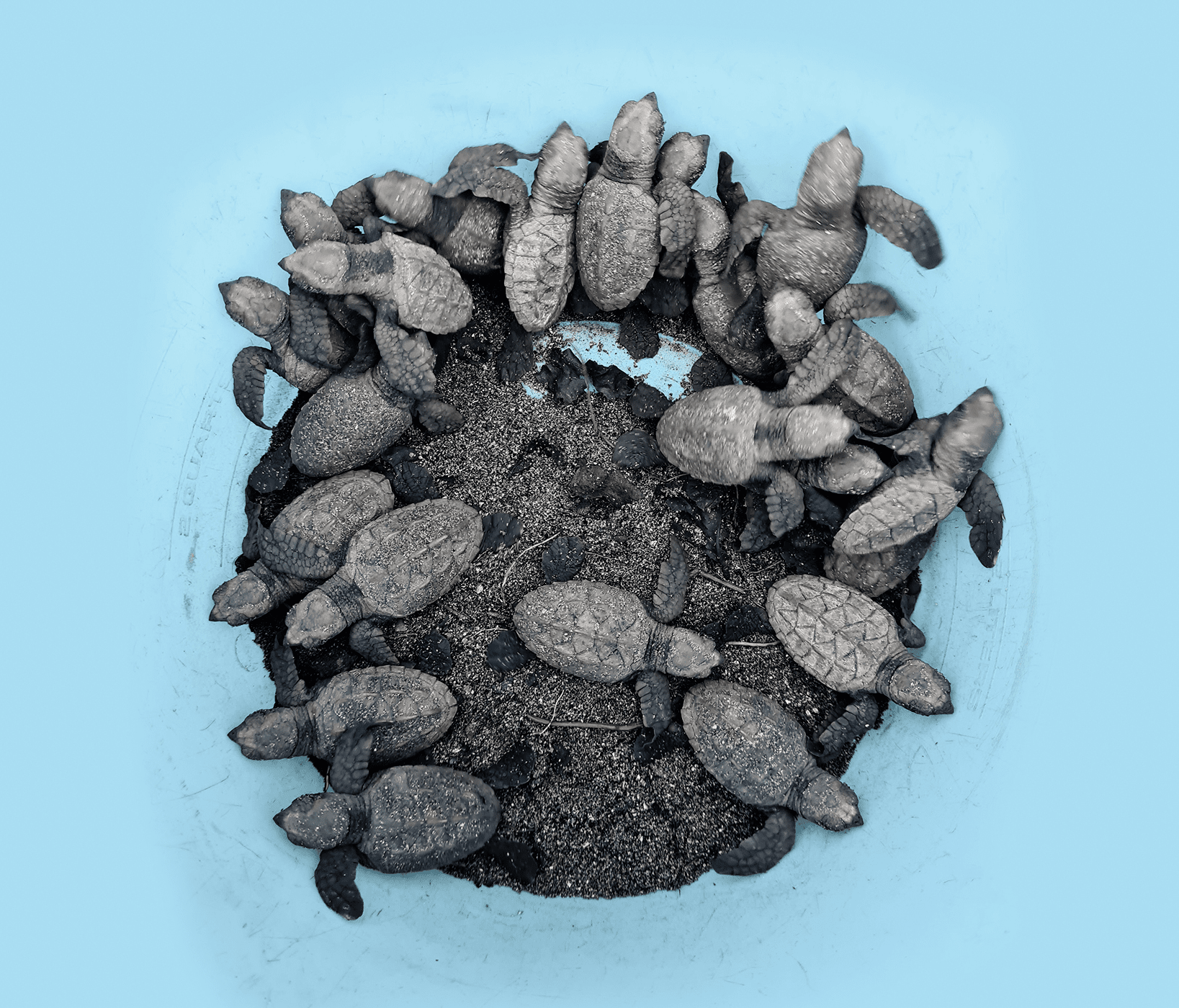 Ancestral Tides - Amazon Conservation Team