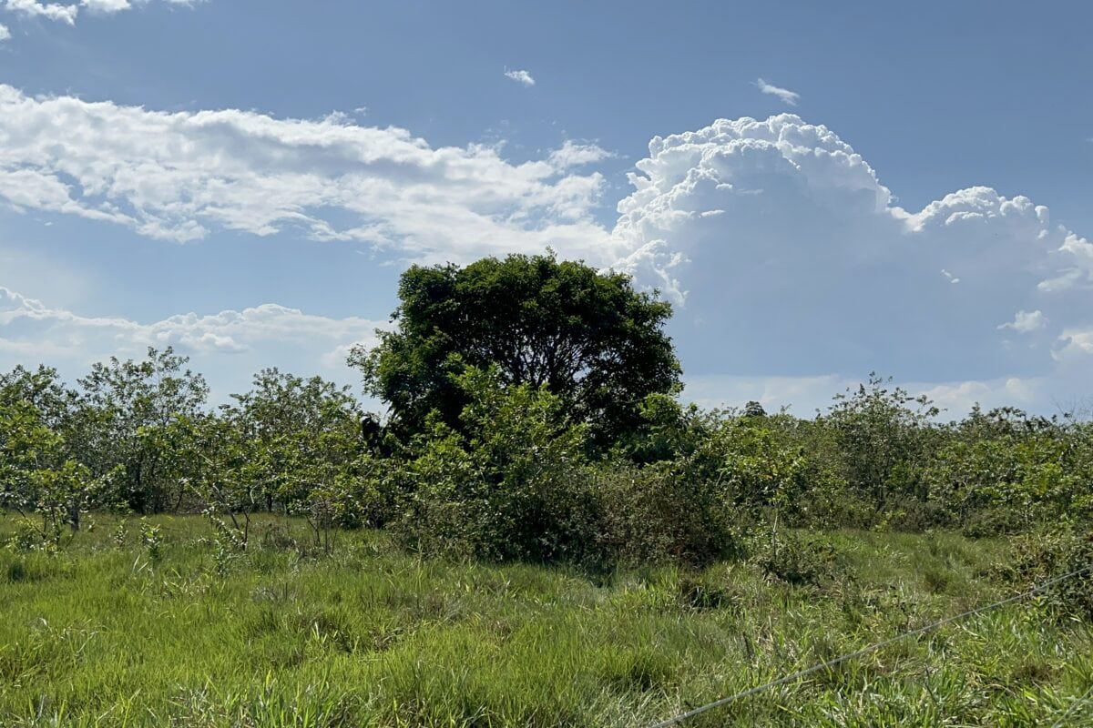 From logging to reforestation: how the small farmers of Colombia’s Bajo ...