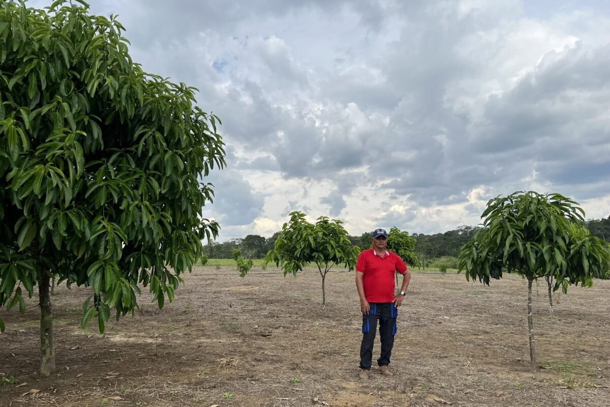 From logging to reforestation: how the small farmers of Colombia’s Bajo ...