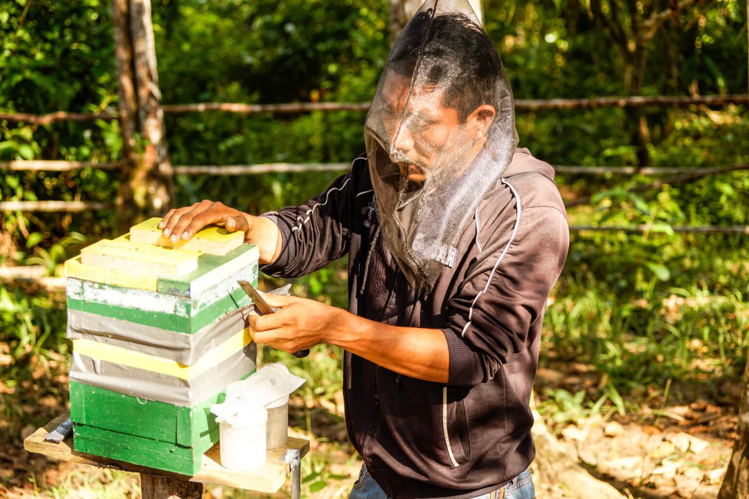 Stingless Beekeeping: A Sweet Solution for Culture and Community - Amazon Conservation Team