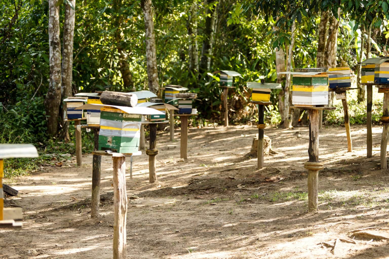 Stingless Beekeeping: A Sweet Solution for Culture and Community - Amazon Conservation Team