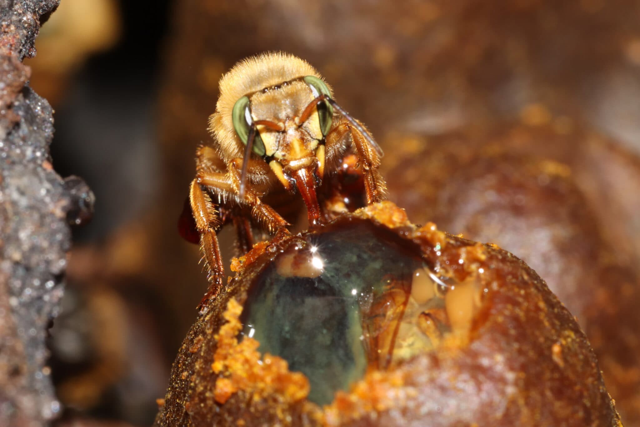 Stingless Beekeeping: A Sweet Solution for Culture and Community ...