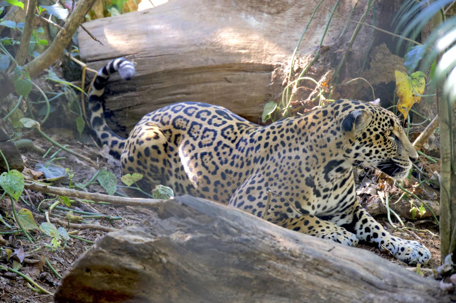 The Jaguar: Guardian of the Amazon - Amazon Conservation Team