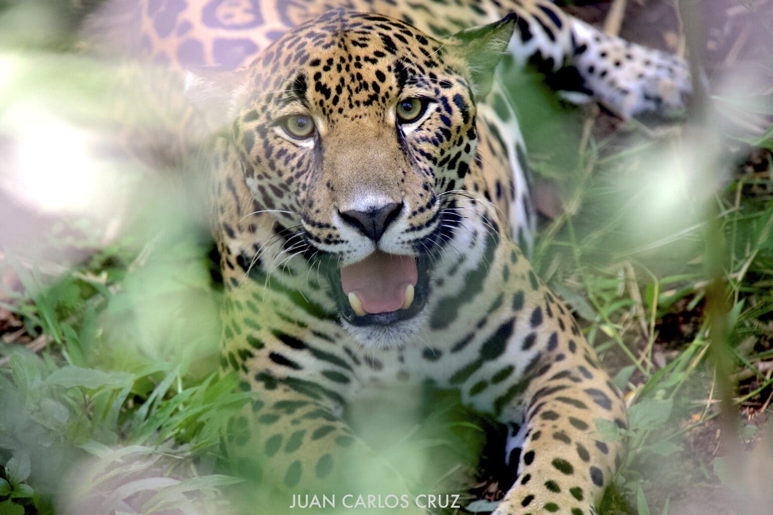 The Jaguar: Guardian of the Amazon - Amazon Conservation Team