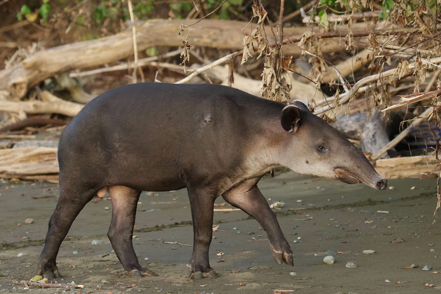 Meet the Amazon Tapir: The Rainforest’s Gentle Giant - Amazon Conservation Team