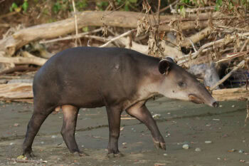 Meet the Amazon Tapir: The Rainforest’s Gentle Giant - Amazon ...