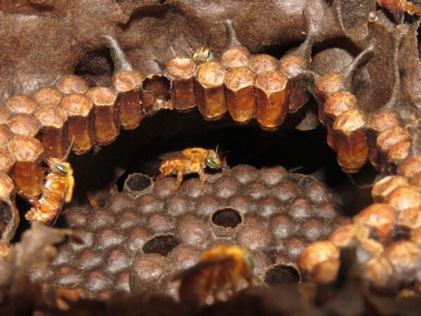 Amazonian Honey - Amazon Conservation Team