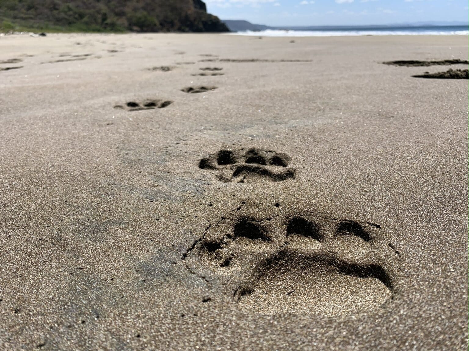 How jaguars lost their connection to the coast, and why it’s critical ...