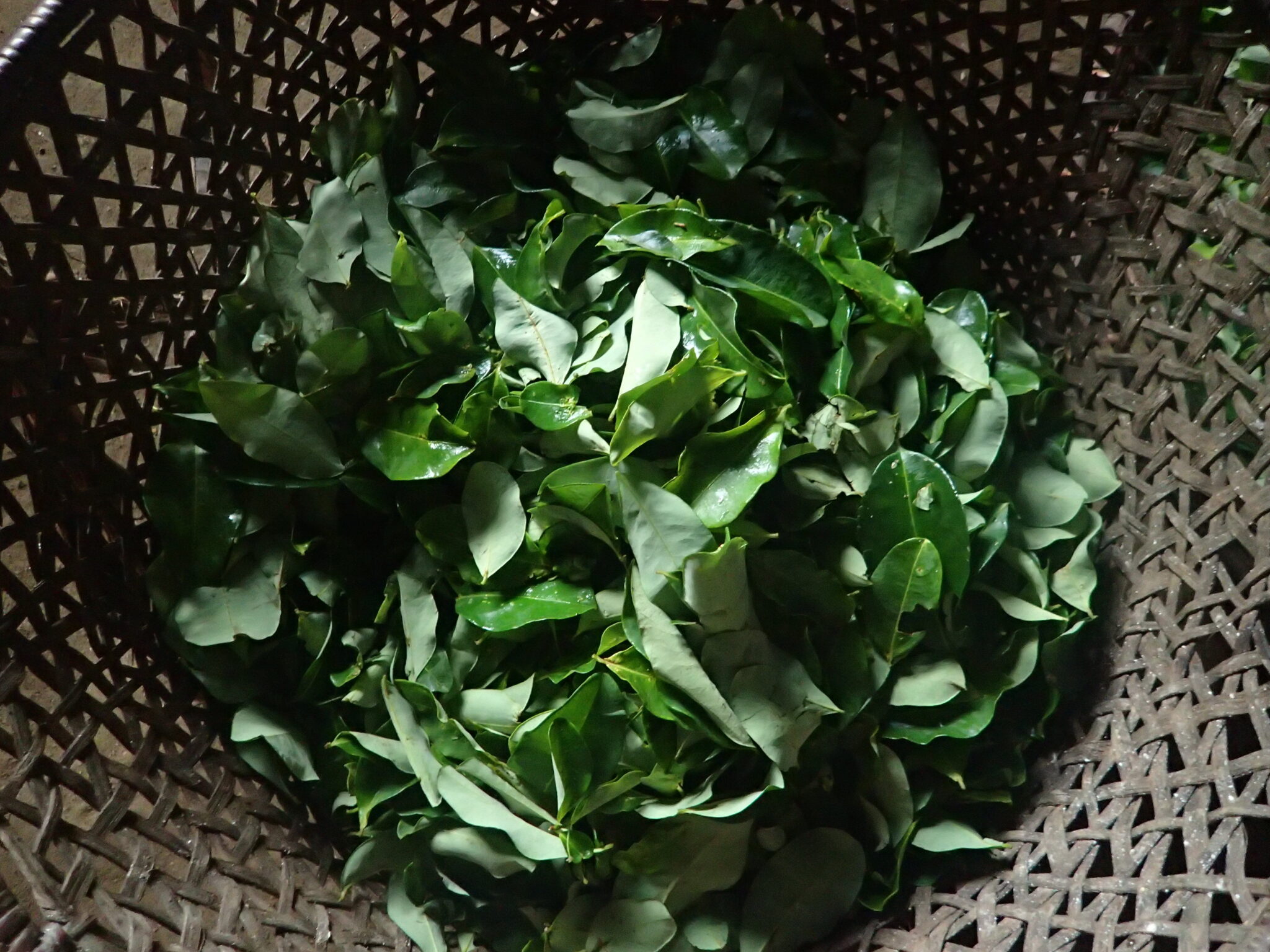 Curare: The Amazonian Arrow Poison and Its Role in History and Medicine ...